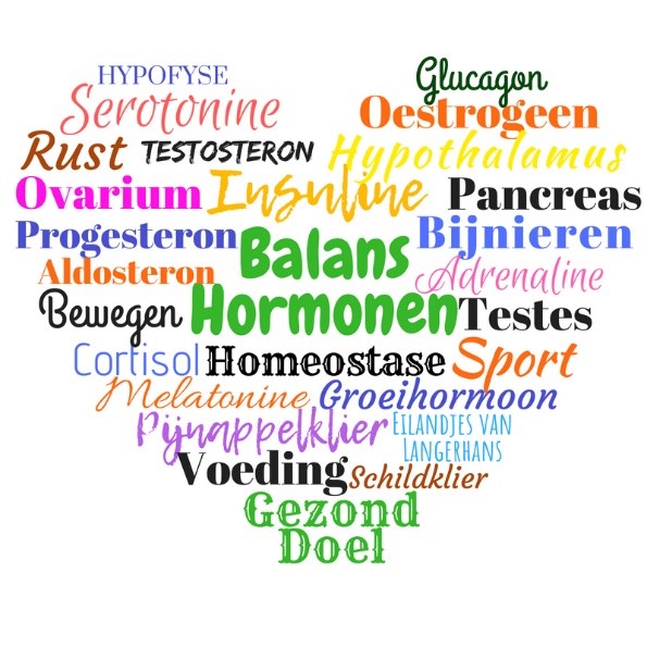 Alles wat je moet weten over hormonen | Leefstijl in Balans